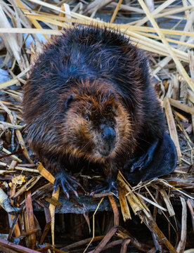 "Canadian Beaver" Images – Browse 1,894 Stock Photos, Vectors, and ...