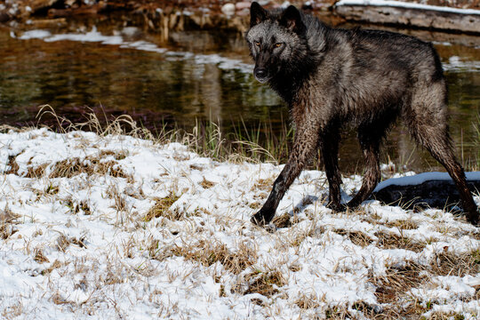 Yukon Black Wolf