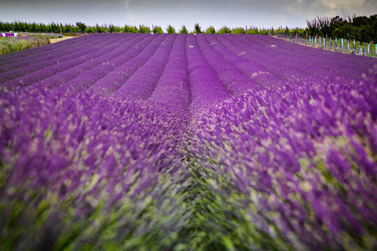 「Levander」の写真素材 | 1,242件の無料イラスト画像 | Adobe Stock