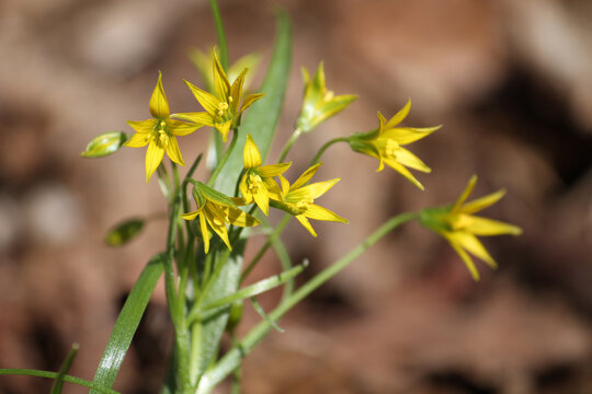 รูปภาพGagea – เลือกดูภาพถ่ายสต็อก เวกเตอร์ และวิดีโอ2,173 | Adobe Stock