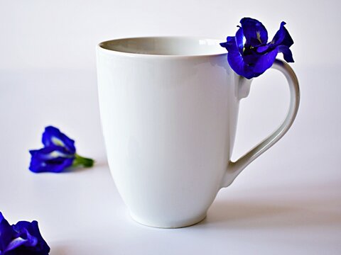 Bluebellvine Images – Browse 493 Stock Photos, Vectors, and Video ...