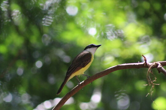 Bem-Te-Vi Images – Browse 650 Stock Photos, Vectors, and Video | Adobe ...