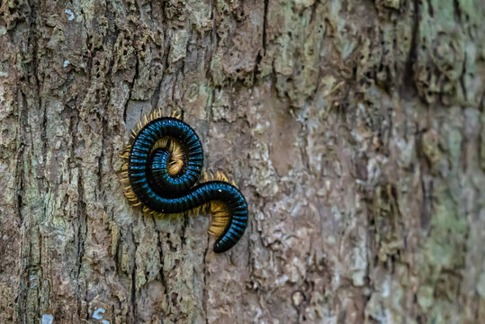 Destruenten Bilder – Durchsuchen 1,487 Archivfotos, Vektorgrafiken und ...