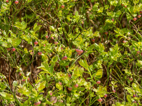 Windberry Bilder – Durchsuchen 24 Archivfotos, Vektorgrafiken und ...