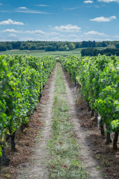 "Champ De Vigne" 影像 – 瀏覽 275 個素材庫相片、向量圖和影片 | Adobe Stock