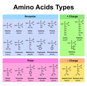 Amino Acid Structure Chart Polar Nonpolar