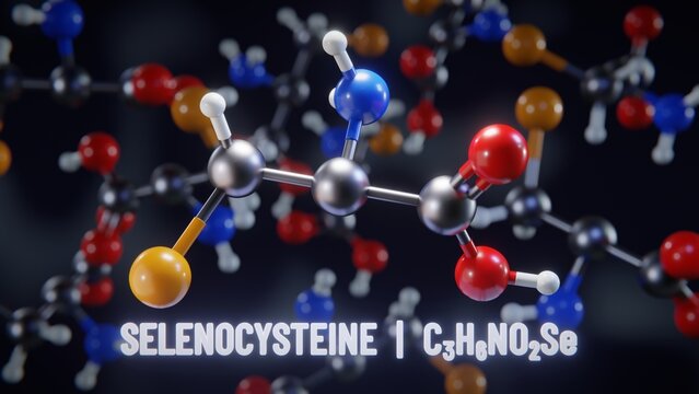 Selenocystein Bilder – Durchsuchen 84 Archivfotos, Vektorgrafiken und ...