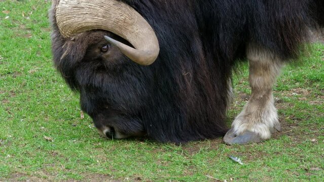 Oxen Images – Browse 4,495,690 Stock Photos, Vectors, and Video | Adobe ...