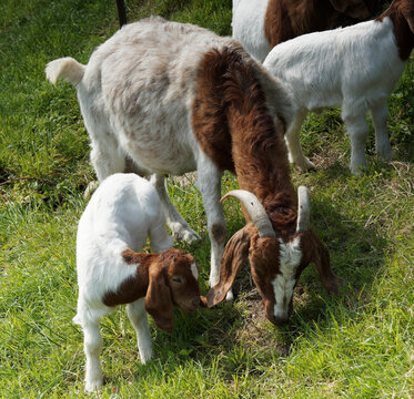 Boerbok Images – Browse 59 Stock Photos, Vectors, and Video | Adobe Stock