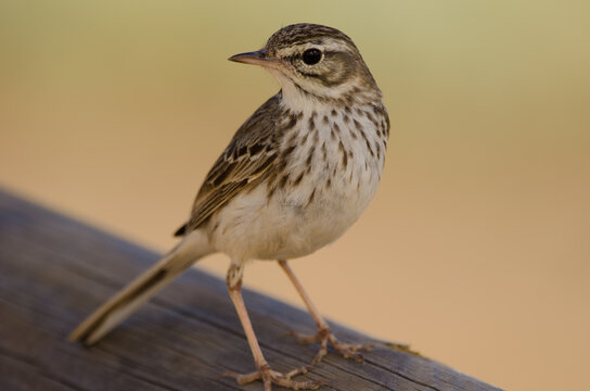 Anthus bilder – Bläddra bland 6,535 stockfoton, vektorer och videor ...