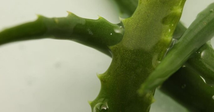 Alora Images – Browse 3,155 Stock Photos, Vectors, and Video | Adobe Stock