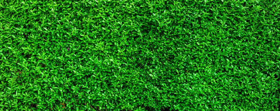 Semi-Evergreen Images – Browse 423 Stock Photos, Vectors, and Video ...