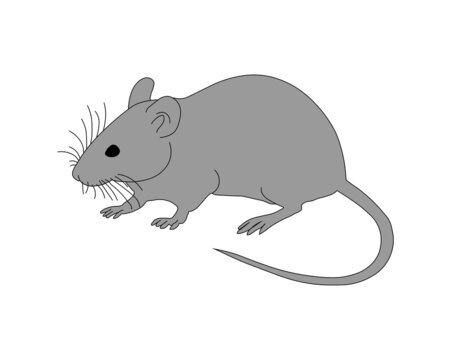 "Laboratory Mouse" Images – Browse 1,505 Stock Photos, Vectors, and ...