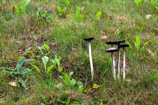 รูปภาพ"Inedible – เลือกดูภาพถ่ายสต็อก เวกเตอร์ และวิดีโอ30,458 | Adobe ...