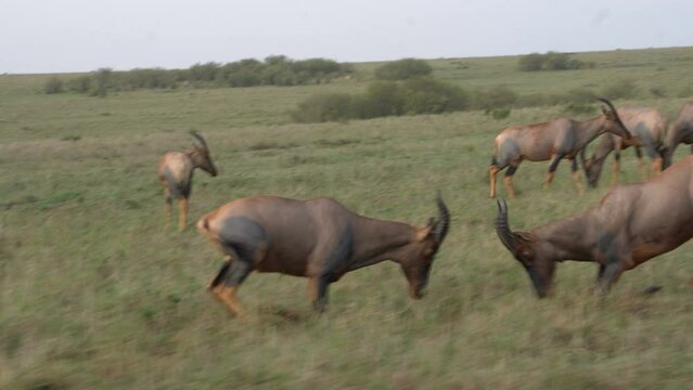 Damalisque Images – Parcourir 1,778 le catalogue de photos, vecteurs et ...