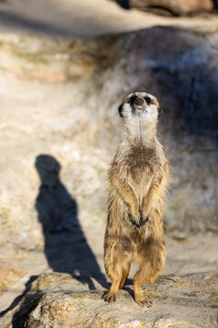 Imagens de Feliform – Explore Fotografias do Stock, Vetores e Vídeos de ...