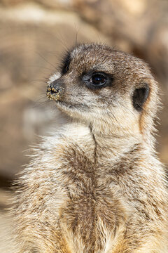 Imagens de Feliform – Explore Fotografias do Stock, Vetores e Vídeos de ...