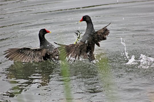 Bico Images – Parcourir 15,124 le catalogue de photos, vecteurs et ...