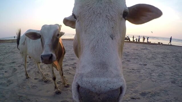 รูปภาพGoan – เลือกดูภาพถ่ายสต็อก เวกเตอร์ และวิดีโอ3,180 | Adobe Stock