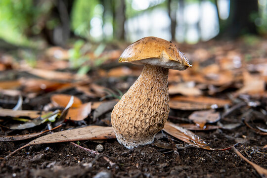 Harelip bilder – Bläddra bland 493 stockfoton, vektorer och videor ...