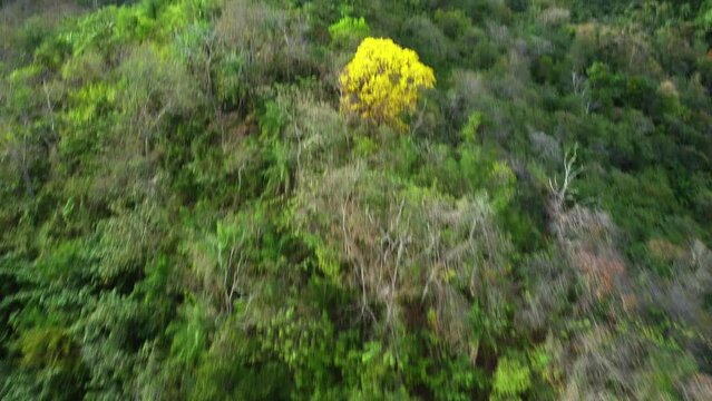 「Chonta」の画像 - 240 件の Stock 写真、ベクターおよびビデオ | Adobe Stock