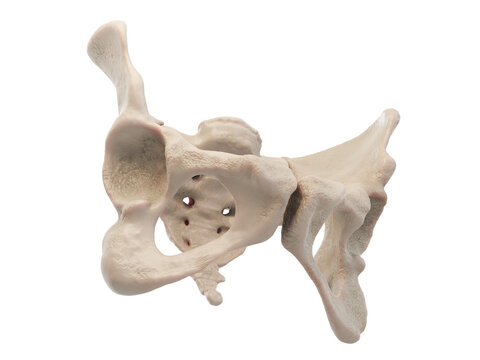 Symphyse Bilder – Durchsuchen 213 Archivfotos, Vektorgrafiken und ...