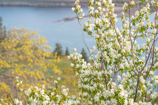 รูปภาพ"Rowena Crest" – เลือกดูภาพถ่ายสต็อก เวกเตอร์ และวิดีโอ369 ...