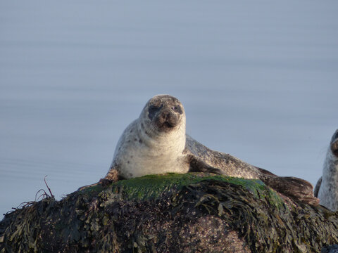 Seerobben Bilder – Durchsuchen 16,067 Archivfotos, Vektorgrafiken und ...