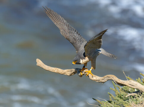 Peregrine Falcon Hunting Fish