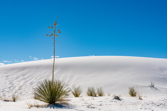 "Soap Tree Yucca" Images – Browse 1,506 Stock Photos, Vectors, and ...