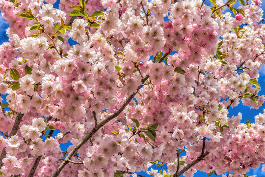 Shakura Images – Browse 13 Stock Photos, Vectors, and Video | Adobe Stock