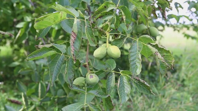 Imagens de Juglandaceae – Explore Fotografias do Stock, Vetores e ...