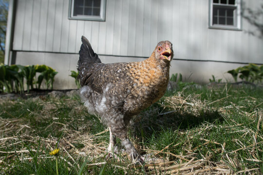 "Young Chicken" Images – Browse 576 Stock Photos, Vectors, and Video ...