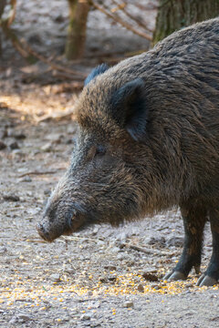 Schmatzen bilder – Bläddra bland 340 stockfoton, vektorer och videor ...
