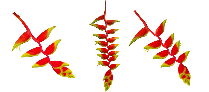 Rostrata bilder – Bläddra bland 1,437 stockfoton, vektorer och videor ...