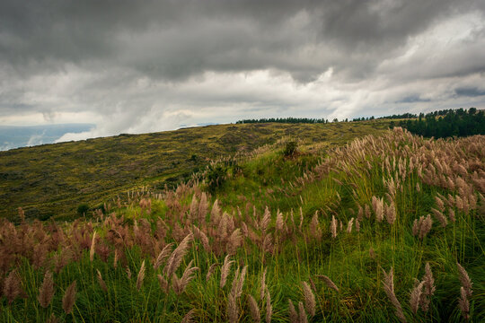 Imágenes de Pajonal: descubre bancos de fotos, ilustraciones, vectores ...