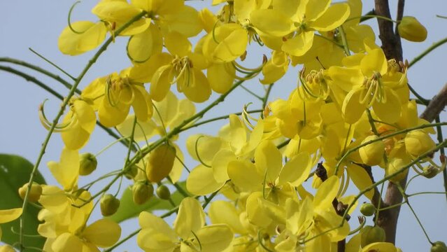 Kanikonna Images – Browse 17,678 Stock Photos, Vectors, and Video ...