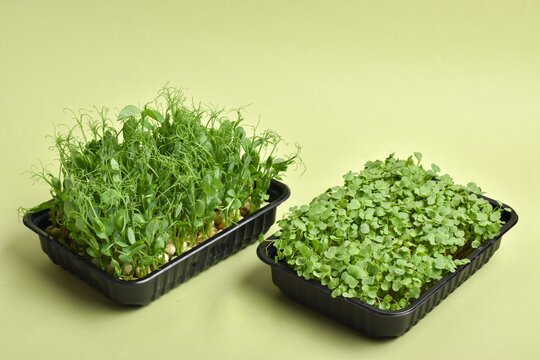 Broccoli-Sprossen Bilder – Durchsuchen 23,250 Archivfotos ...