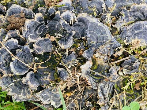 Destruenten Bilder – Durchsuchen 1,496 Archivfotos, Vektorgrafiken und ...