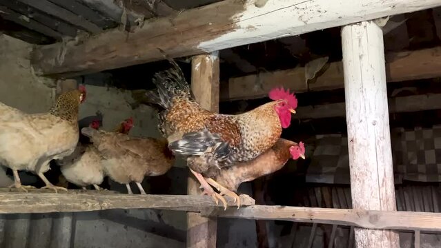 Hen-Coop bilder – Bläddra bland 181 stockfoton, vektorer och videor ...