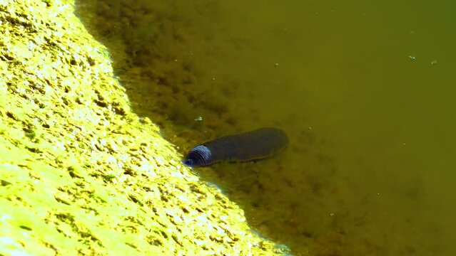 รูปภาพHirudinidae – เลือกดูภาพถ่ายสต็อก เวกเตอร์ และวิดีโอ107 | Adobe Stock