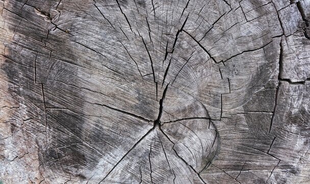 "Body Of Tree" Images – Browse 93 Stock Photos, Vectors, and Video ...