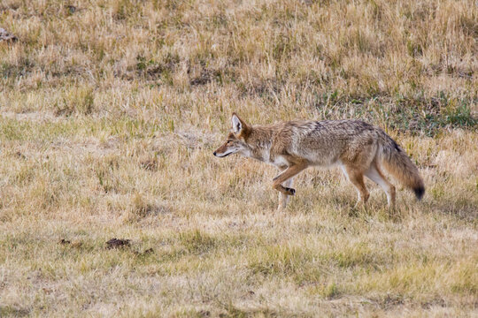 รูปภาพCayote – เลือกดูภาพถ่ายสต็อก เวกเตอร์ และวิดีโอ44,610 | Adobe Stock