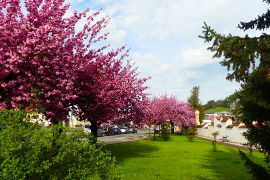 「Zierbaum」の画像 - 1,636 件の Stock 写真、ベクターおよびビデオ | Adobe Stock
