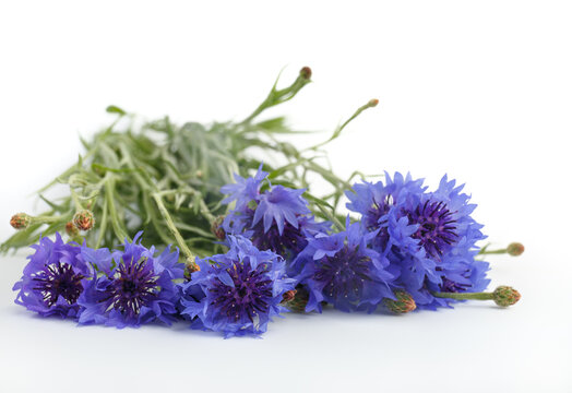 รูปภาพCyani – เลือกดูภาพถ่ายสต็อก เวกเตอร์ และวิดีโอ808 | Adobe Stock