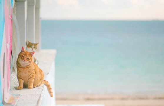 Cat Sea Images – Browse 53,253 Stock Photos, Vectors, and Video | Adobe ...