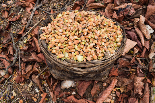 Mahua Seed