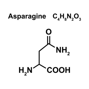 Asparagin Bilder – Durchsuchen 1,465 Archivfotos, Vektorgrafiken und ...