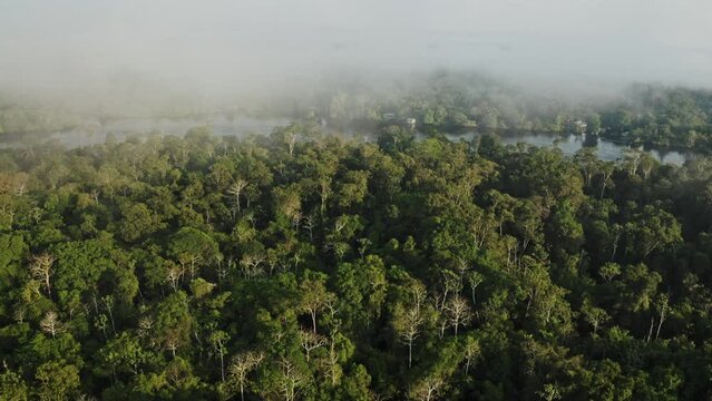 "Amazon Rain Forest" Images – Browse 59,630 Stock Photos, Vectors, and ...