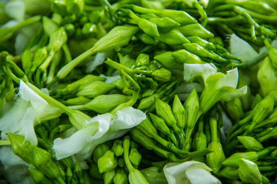 Loroco Bilder – Durchsuchen 60 Archivfotos, Vektorgrafiken und Videos ...